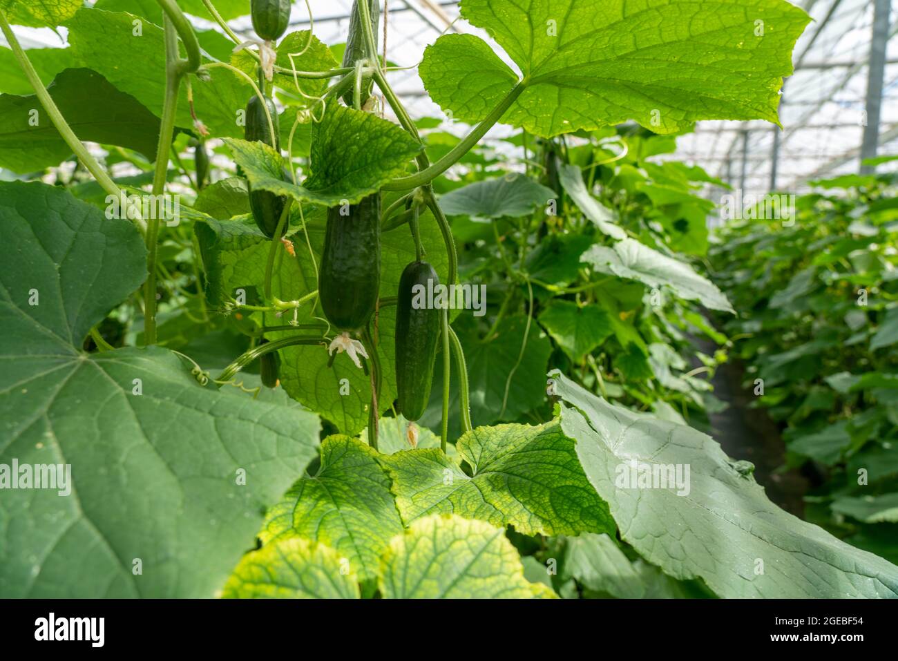Growing mini cucumbers, snack cucumbers, in a greenhouse, near Straelen ...