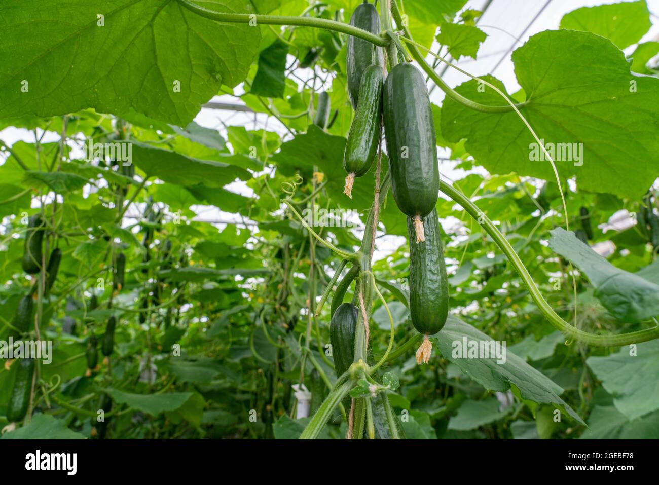 Mini greenhouse hi-res stock photography and images - Alamy