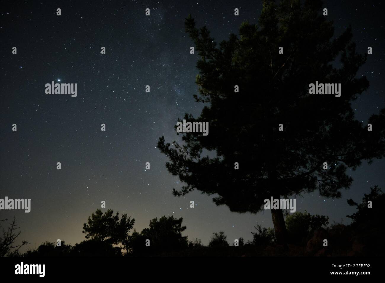 Pine tree against starry night sky Stock Photo - Alamy