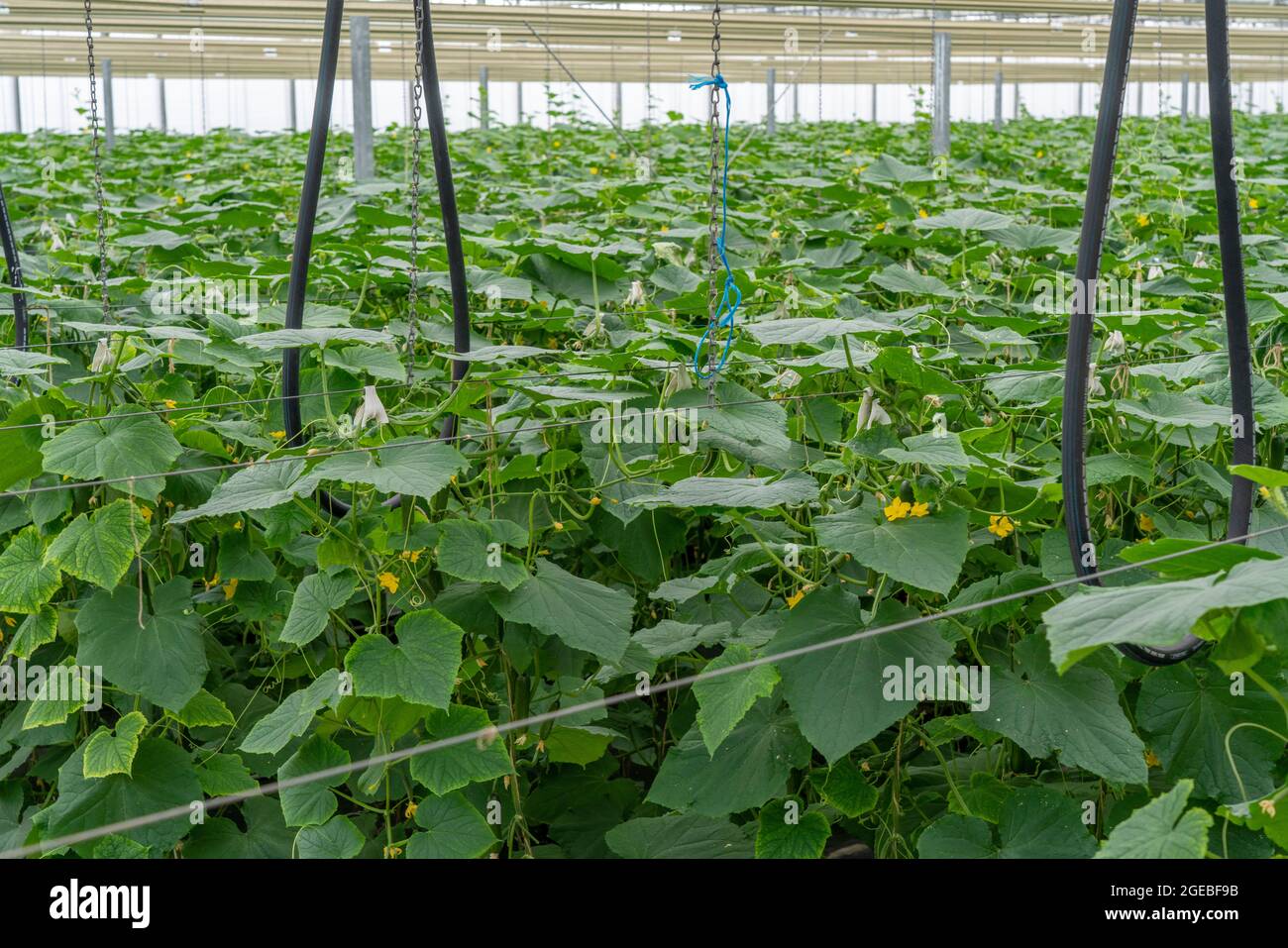 Hanging mini cucumber hi-res stock photography and images - Alamy