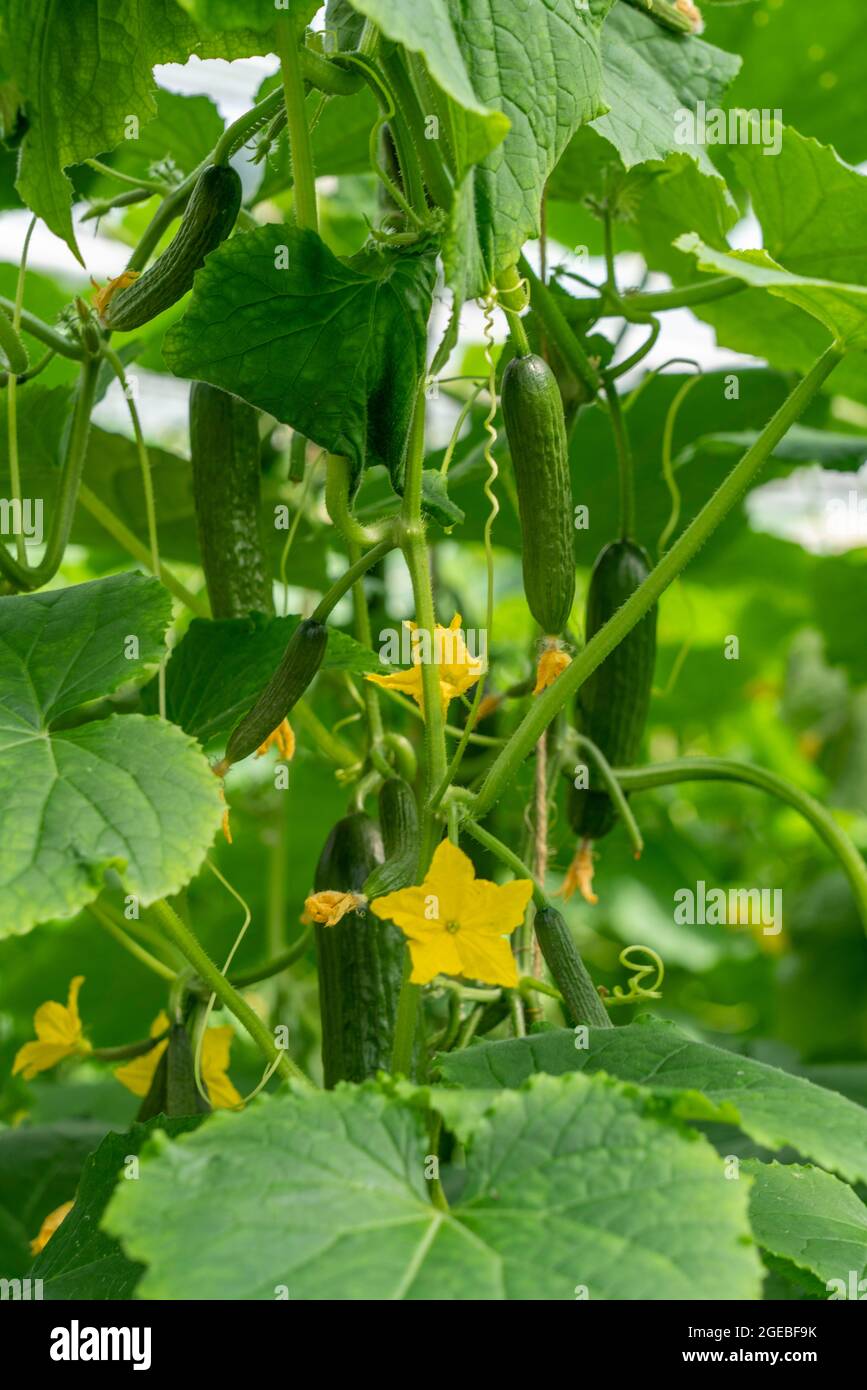 Hanging mini cucumber hi-res stock photography and images - Alamy