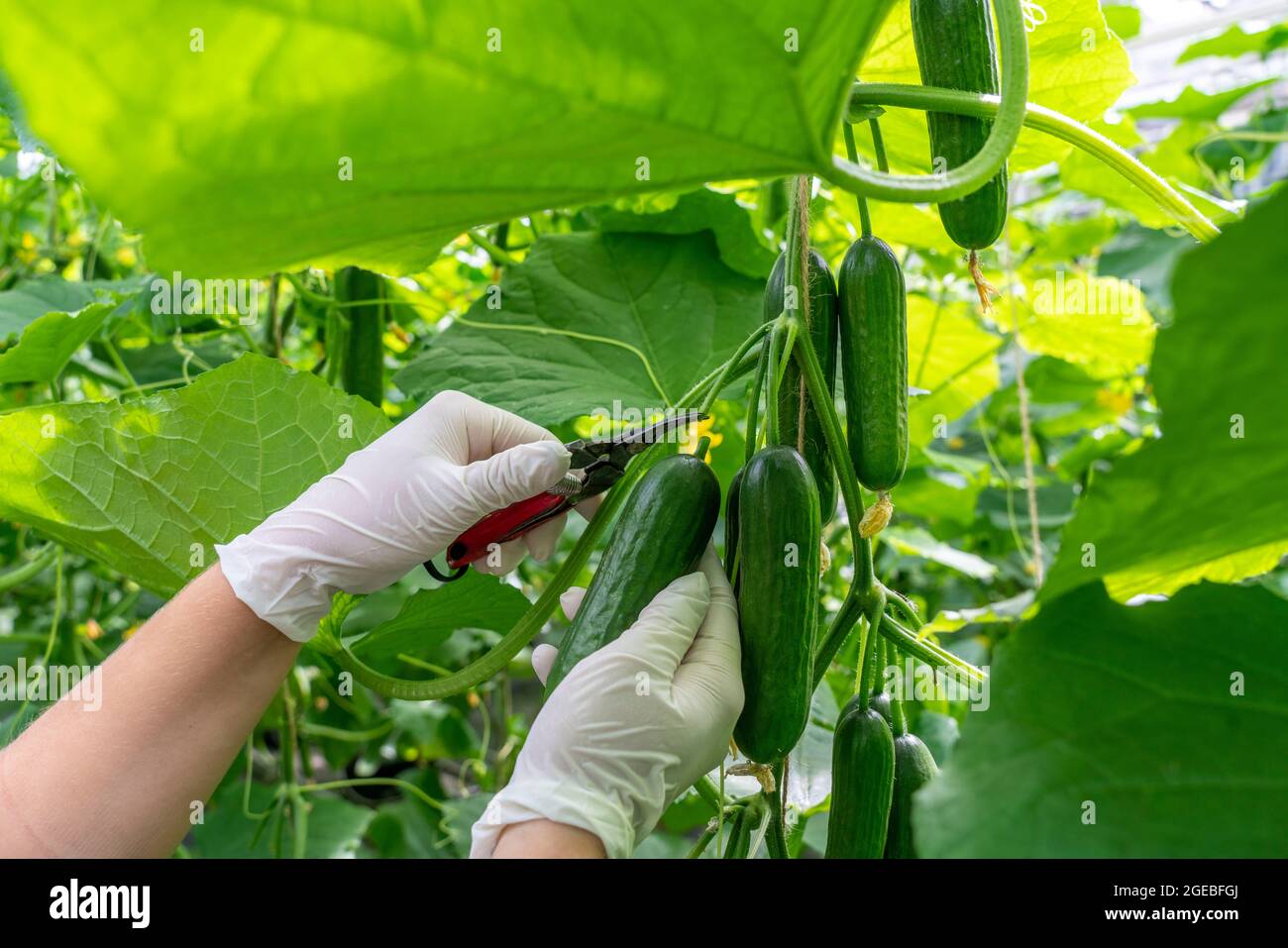 Hanging mini cucumber hi-res stock photography and images - Alamy