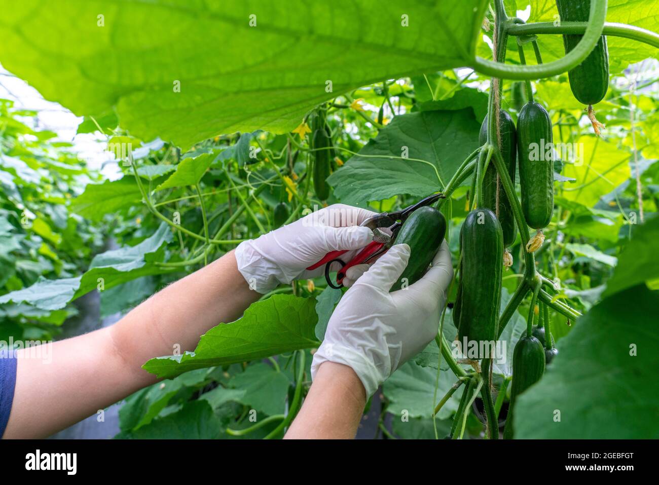 Hanging mini cucumber hi-res stock photography and images - Alamy