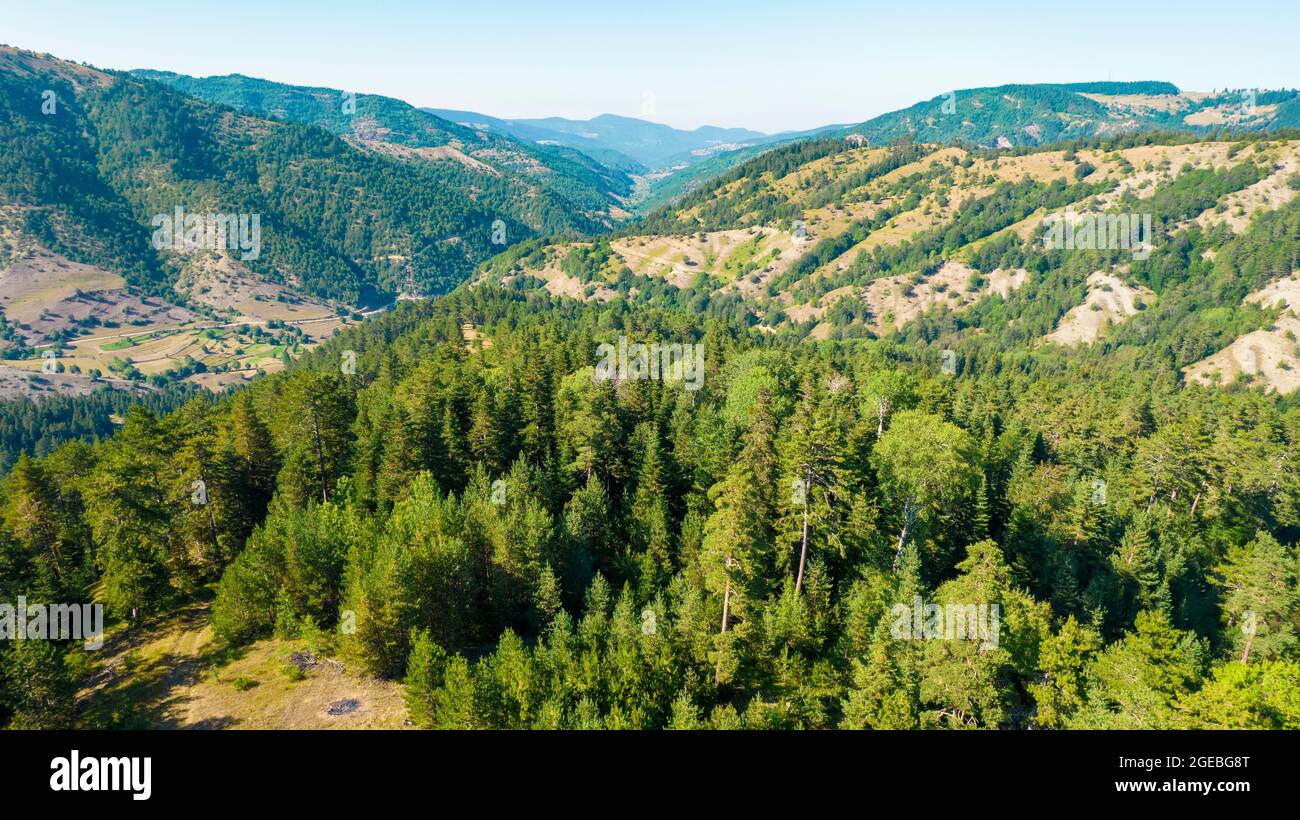 Forest and tree landscape texture background. Aerial top view of forest ...