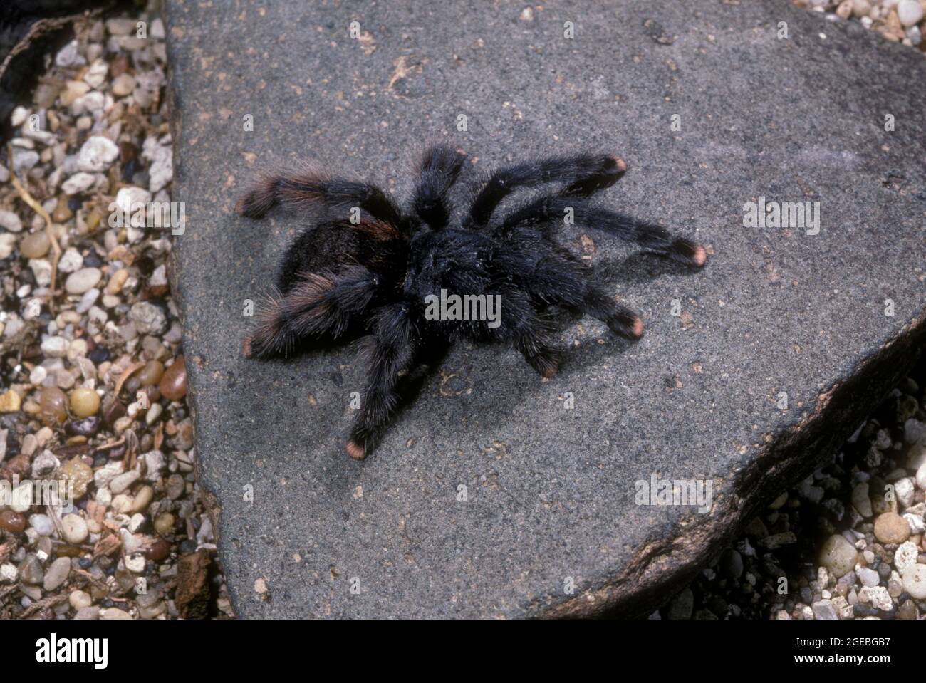 Closeup of a Pink-Toed Tarantula (Avicularia avicularia) standing on a ...
