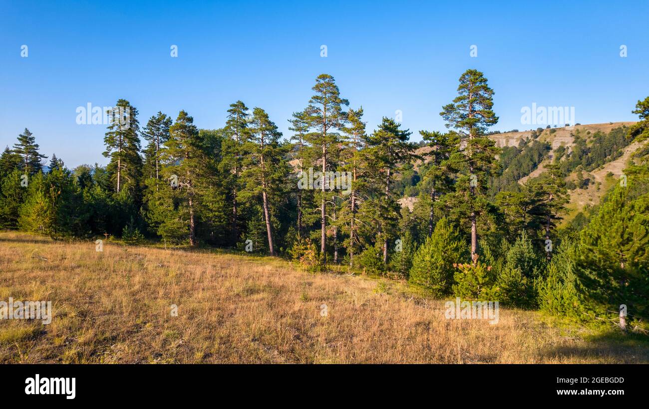 Mountain forest with pine trees. Aerial view of green forests. Birds ...