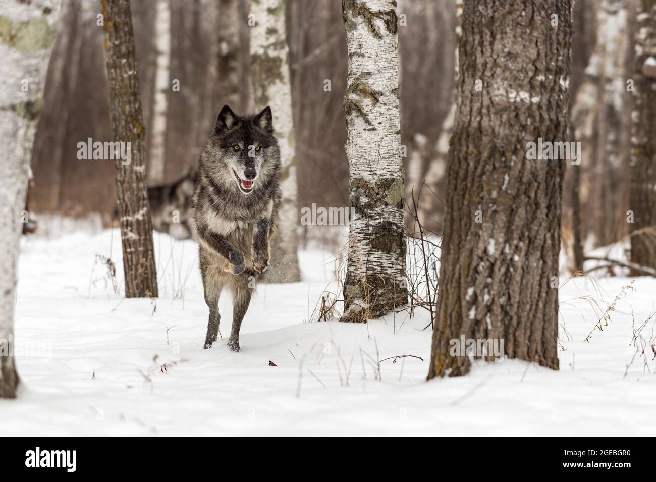 Black phase gray wolf hi-res stock photography and images - Alamy