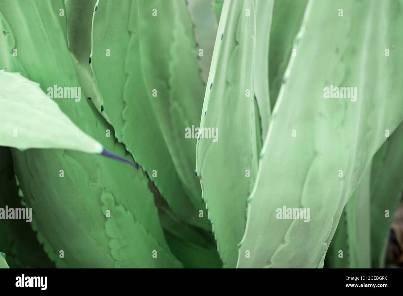 Aloe vera plant natural background. Fresh green aloe vera leaves ...