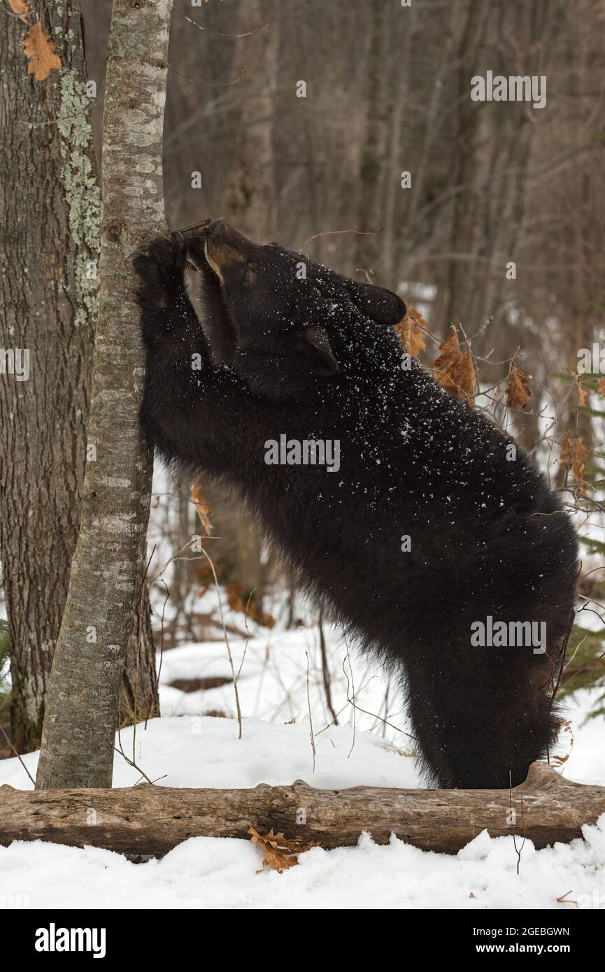 Black Bear (Ursus americanus) Sniffs at Twig on Tree Winter - captive ...