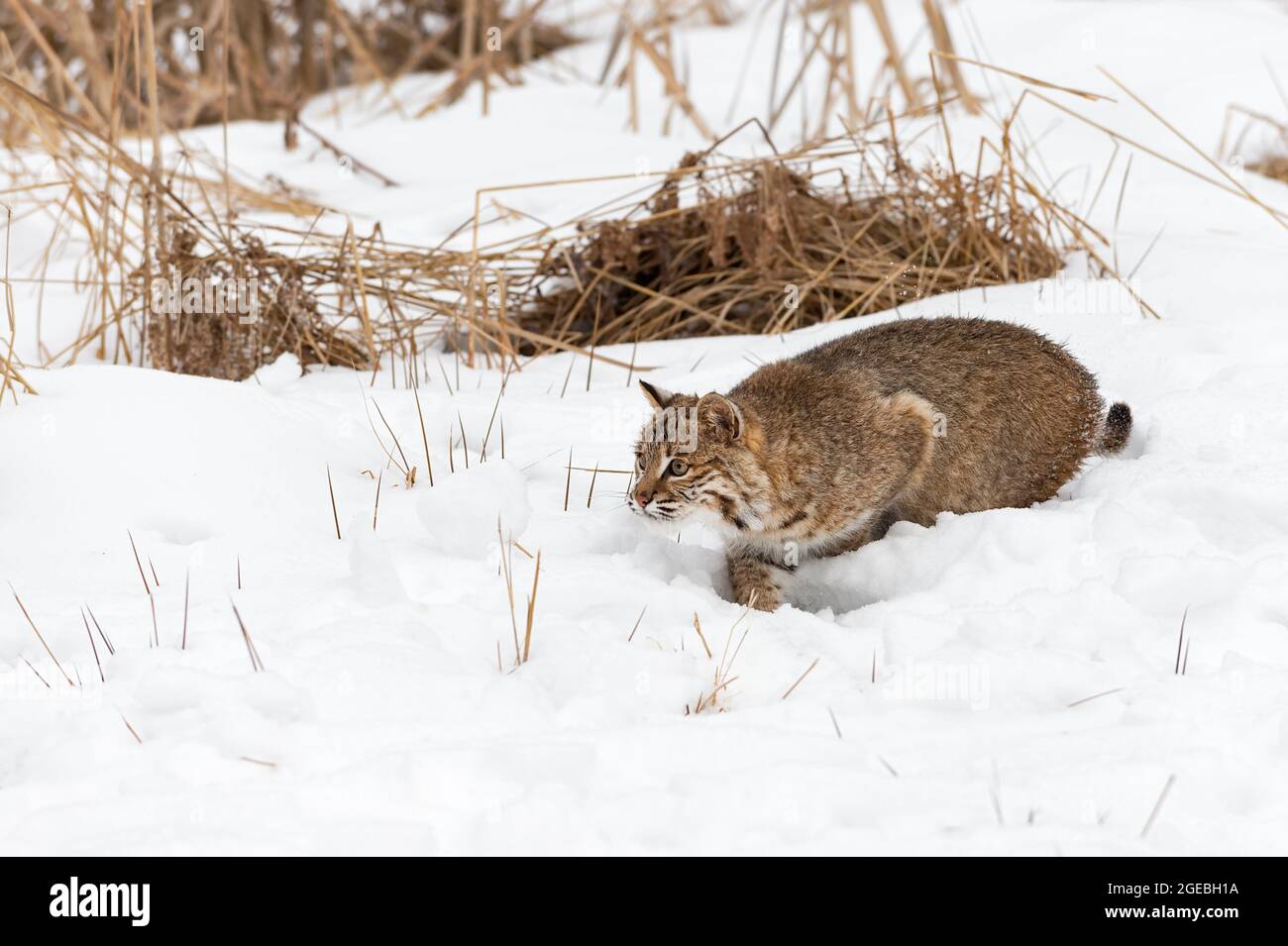 Bobcat lynx rufus in winter hi-res stock photography and images - Alamy