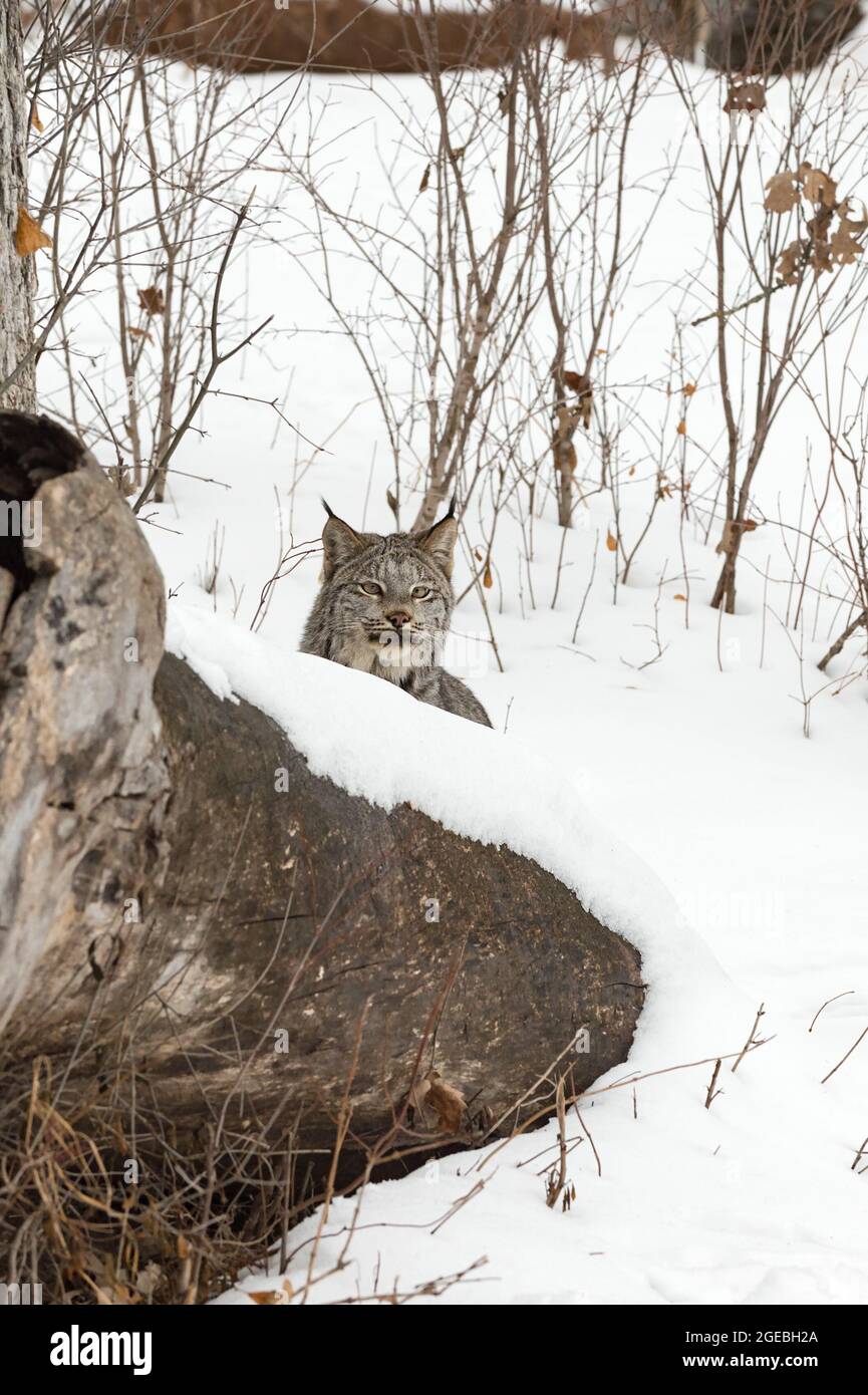Canadian Lynx (Lynx canadensis) Pops Up From Behind Snow Covered Log ...