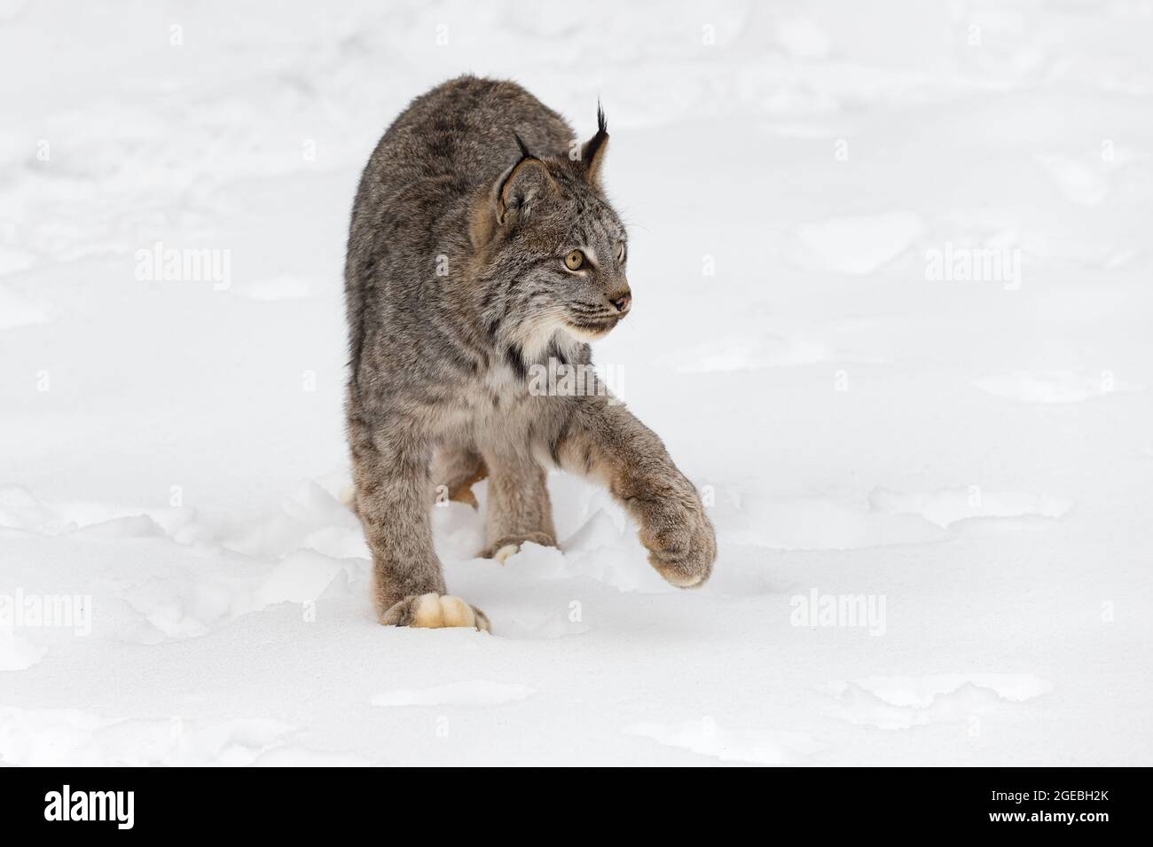 Canadian Lynx (Lynx canadensis) Steps Right Paw Up in Snow Winter ...