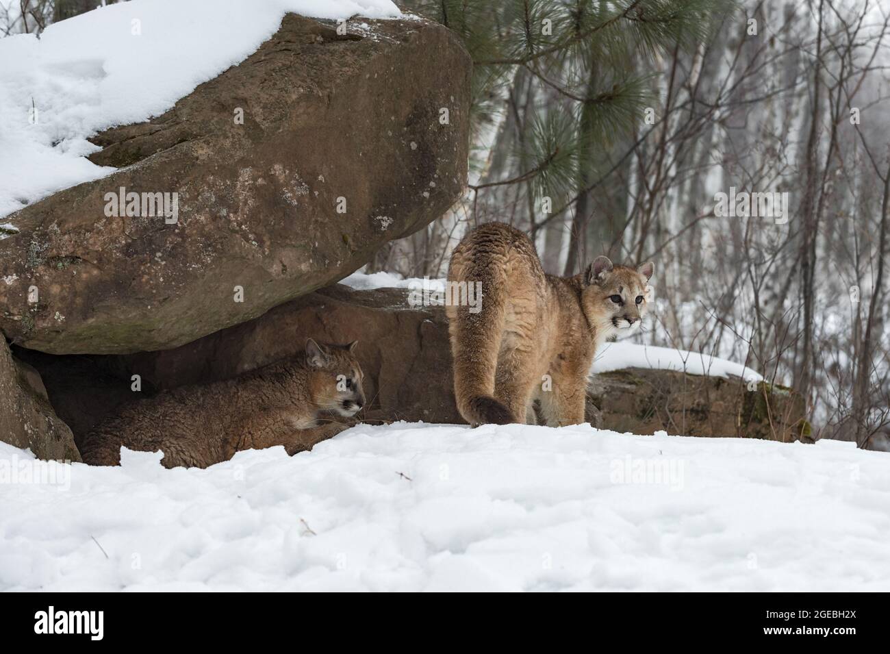 Female Cougars (Puma concolor) at Rock Densite Winter - captive animals ...