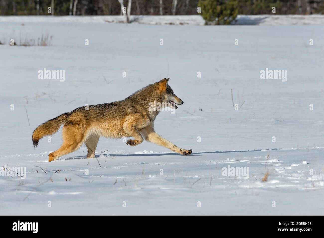 Grey Wolf (Canis lupus) Runs Left Through Snowy Field Winter - captive ...