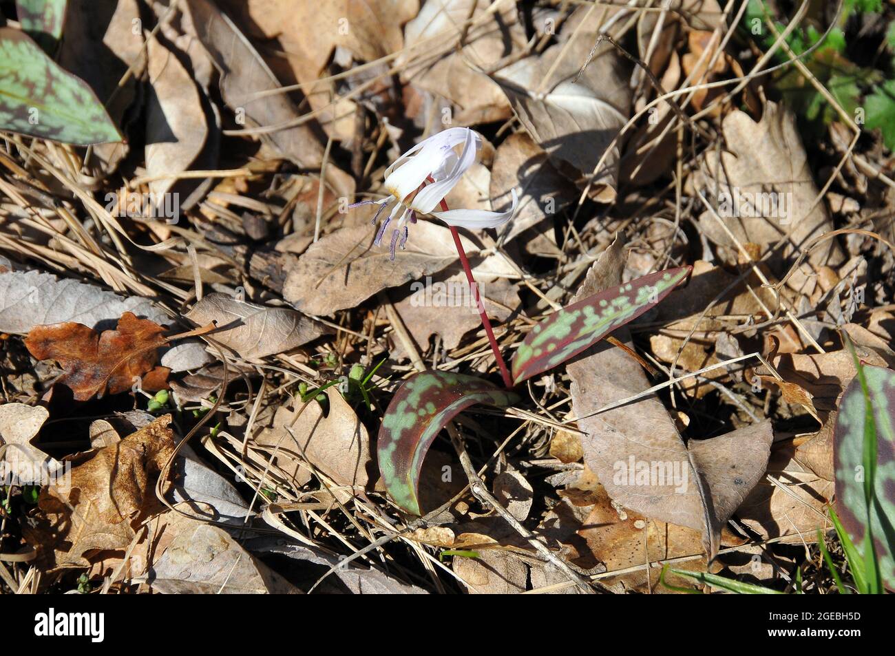 dog's-tooth-violet, dogtooth violet, Hunds-Zahnlilie, Erythronium dens ...