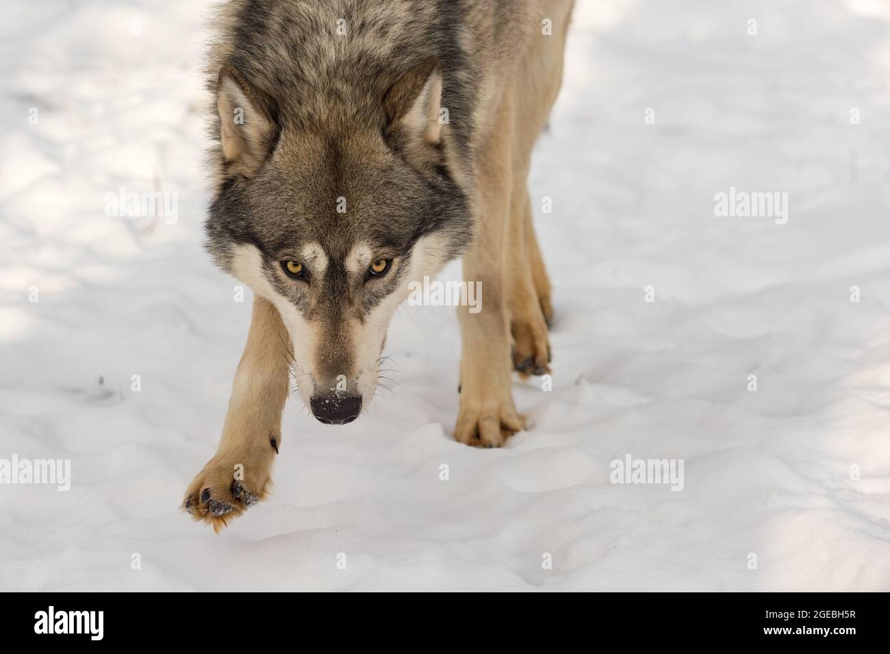 Wolf with head down hi-res stock photography and images - Alamy
