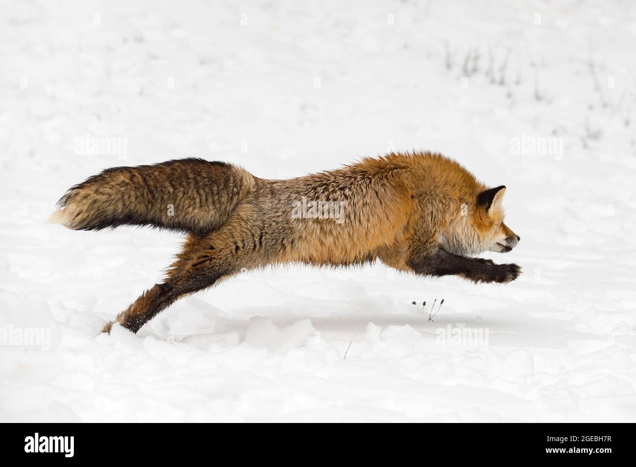 Fox pounce hi-res stock photography and images - Alamy