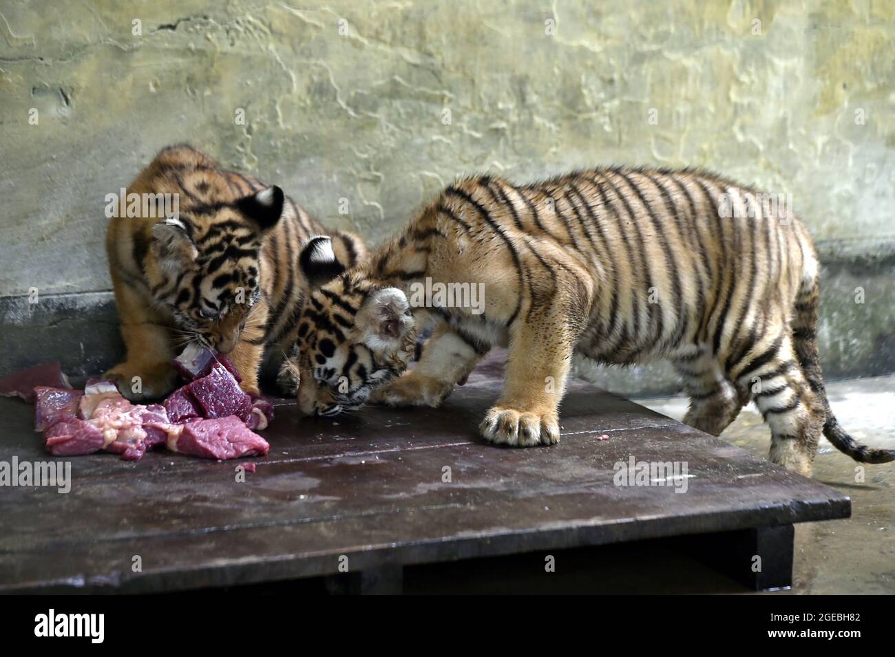 Dhaka, Bangladesh, August 17, 2021: The Mother Bengal tiger, plays with ...