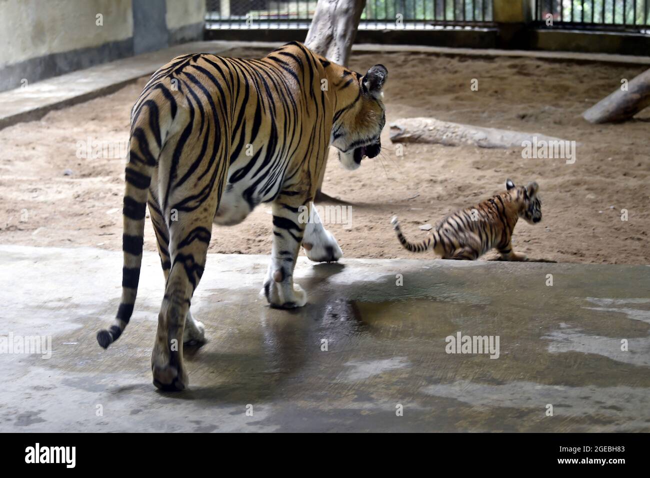 Dhaka, Bangladesh, August 17, 2021: The Mother Bengal tiger, plays with ...
