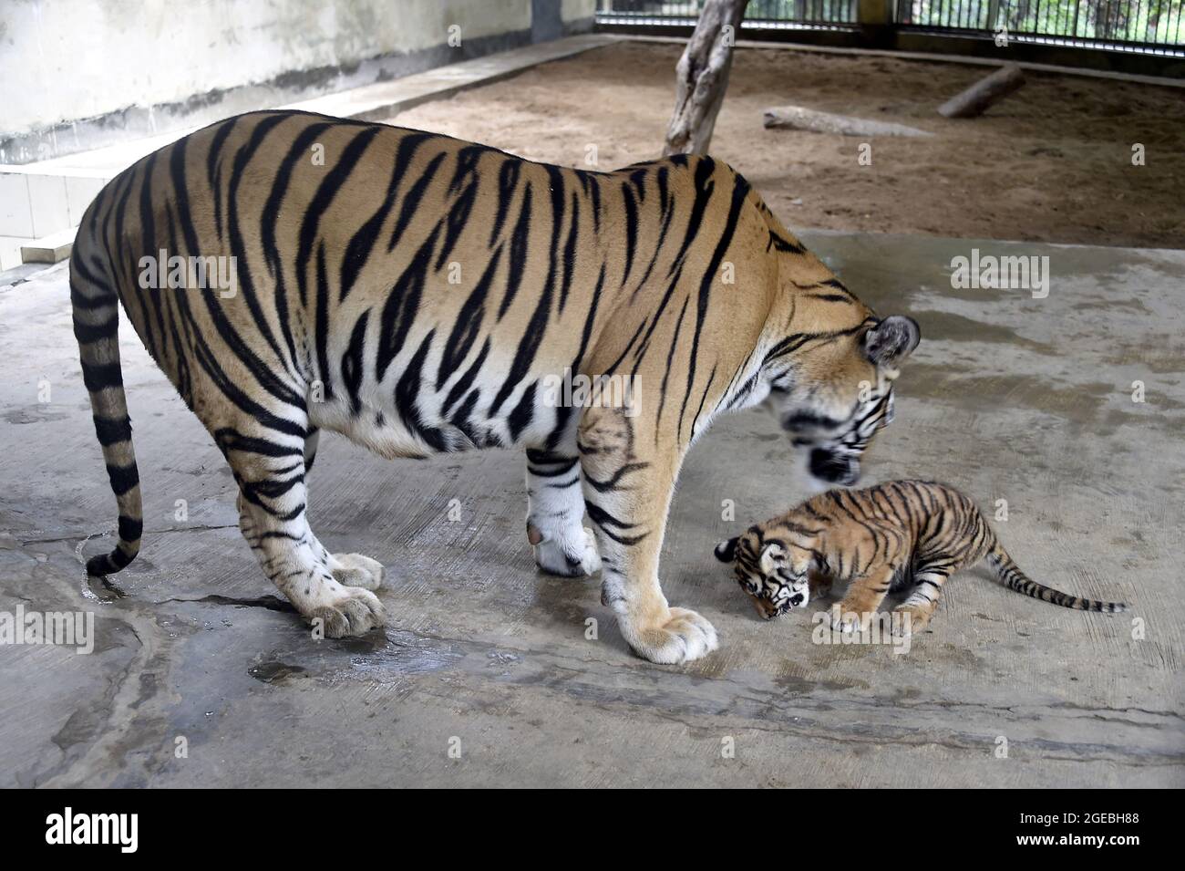 Dhaka, Bangladesh, August 17, 2021: The Mother Bengal tiger, plays with ...