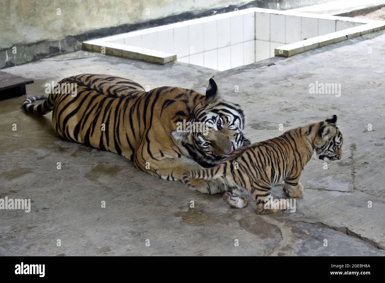 Dhaka, Bangladesh, August 17, 2021: The Mother Bengal tiger, plays with ...