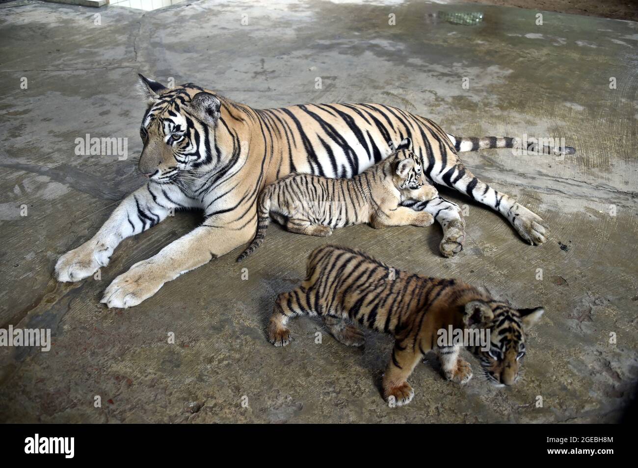Dhaka, Bangladesh, August 17, 2021: The Mother Bengal tiger, plays with ...