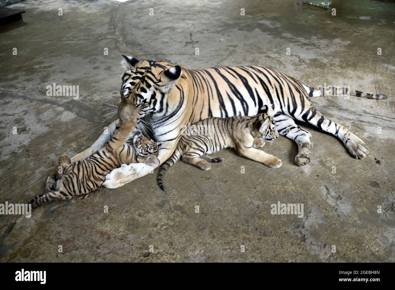 Bangladeshs nature hi-res stock photography and images - Alamy
