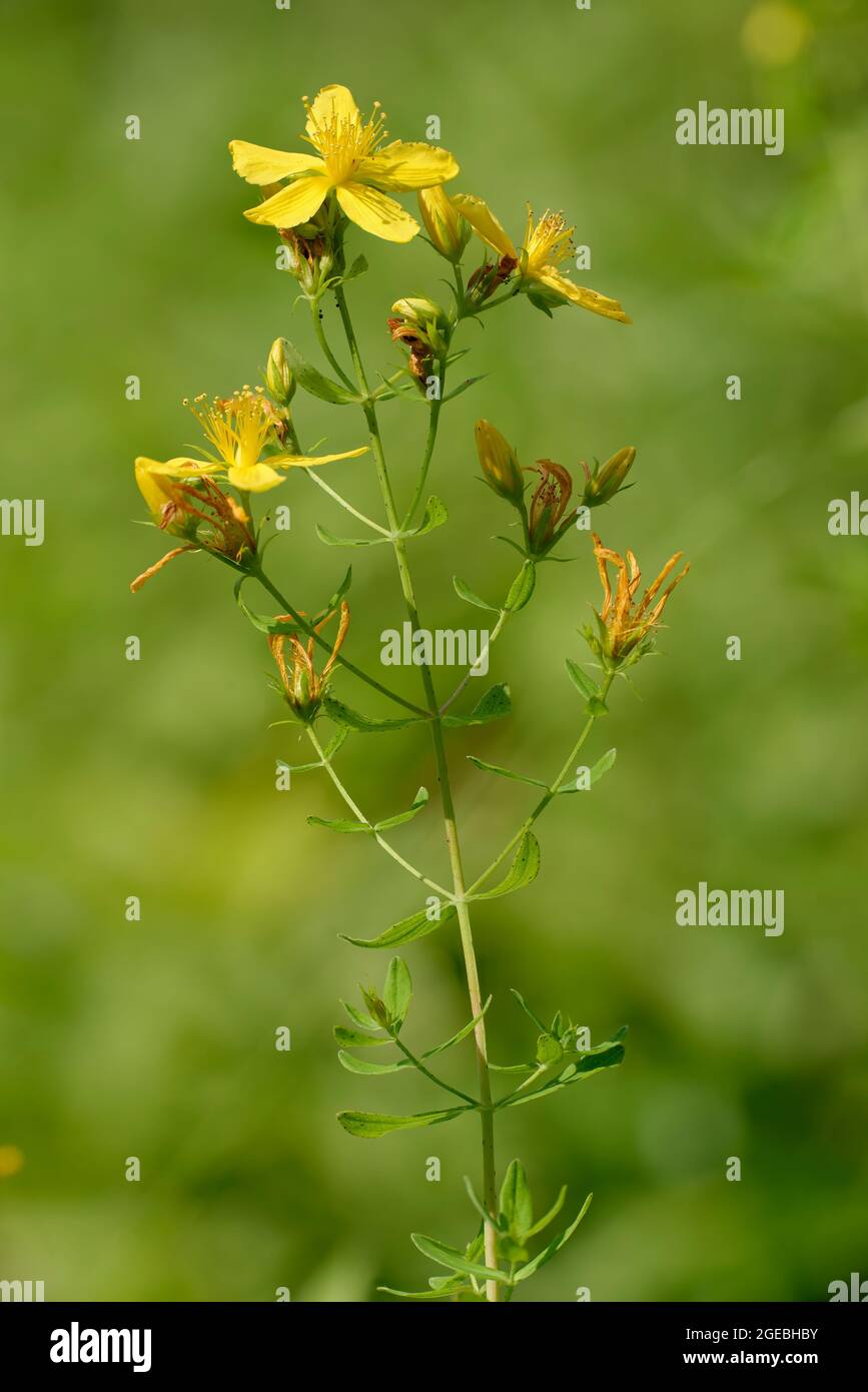 Perforate St John's-wort - Hypericum perforatum, common grassland plant ...