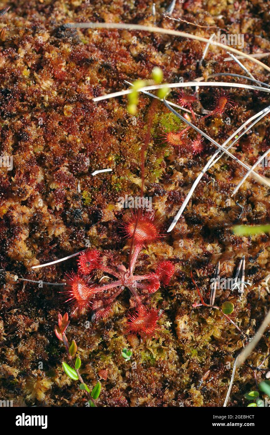 round-leaved sundew, common sundew, Rundblättriger Sonnentau, Drosera ...
