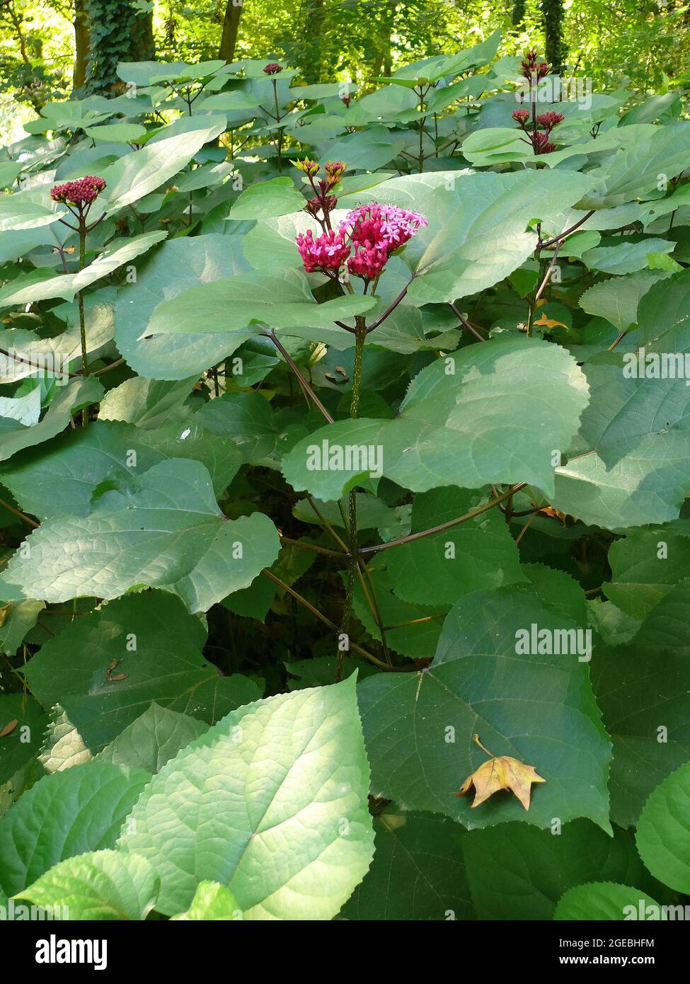 rose glory bower, glory flower or Mexican hydrangea, Losbäume ...
