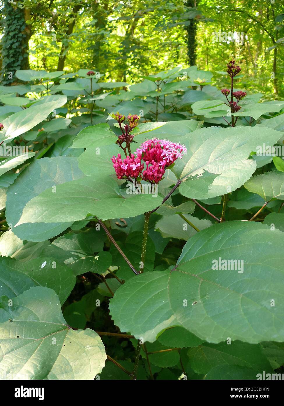 rose glory bower, glory flower or Mexican hydrangea, Losbäume ...