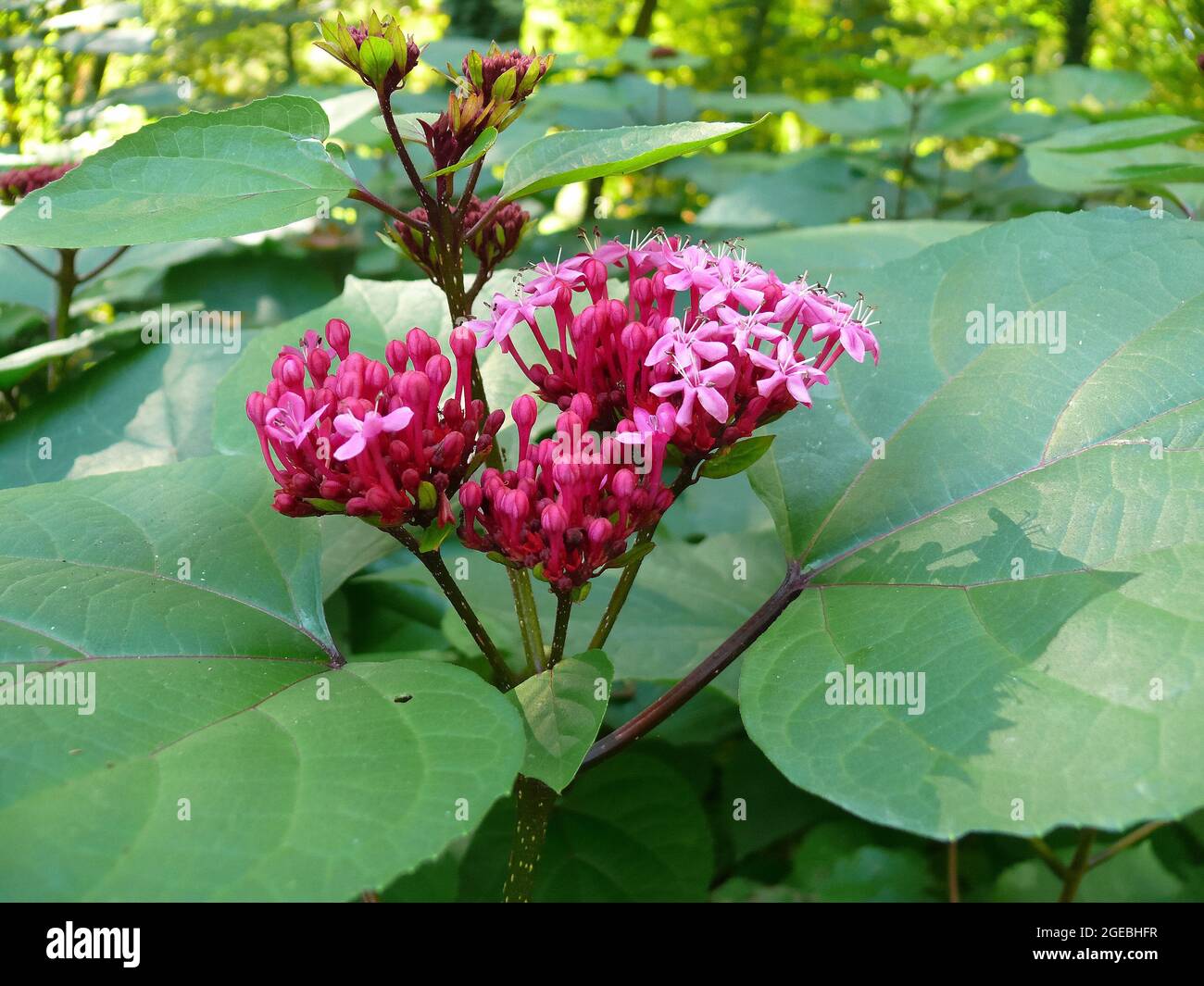 rose glory bower, glory flower or Mexican hydrangea, Losbäume ...