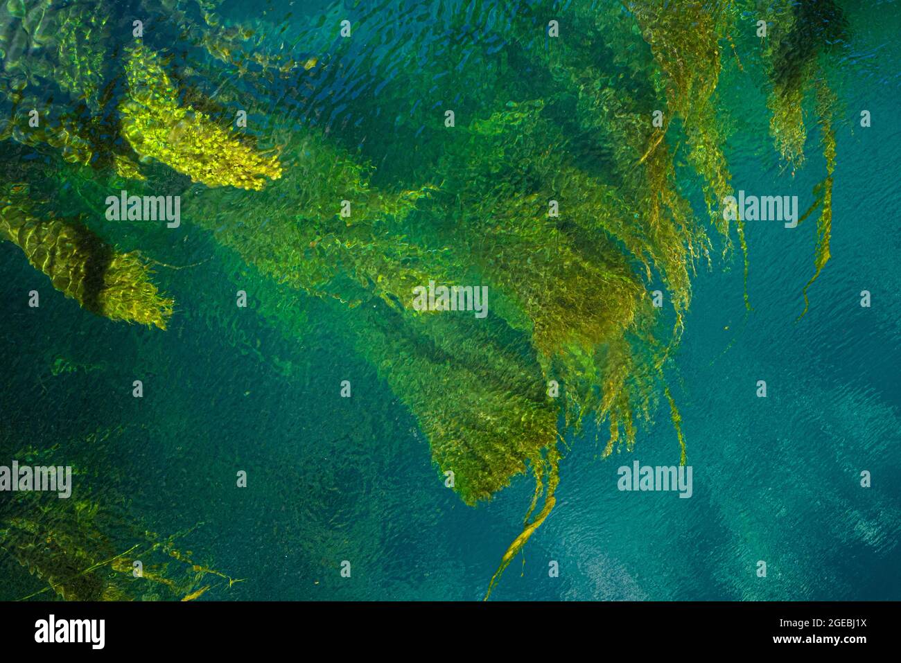 Water with algae that create beautiful abstract images colored green ...