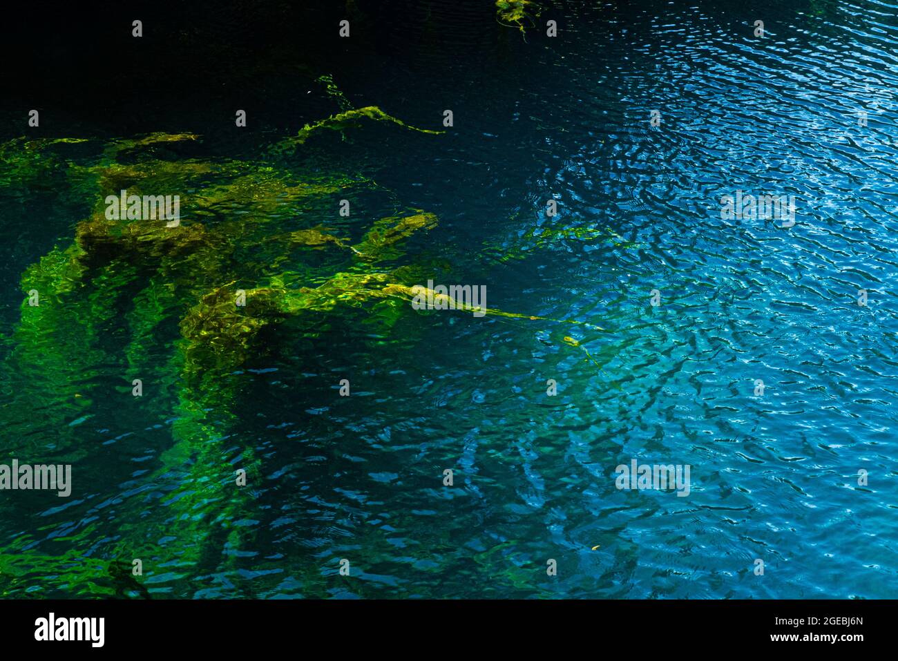 Water with algae that create beautiful abstract images colored green ...