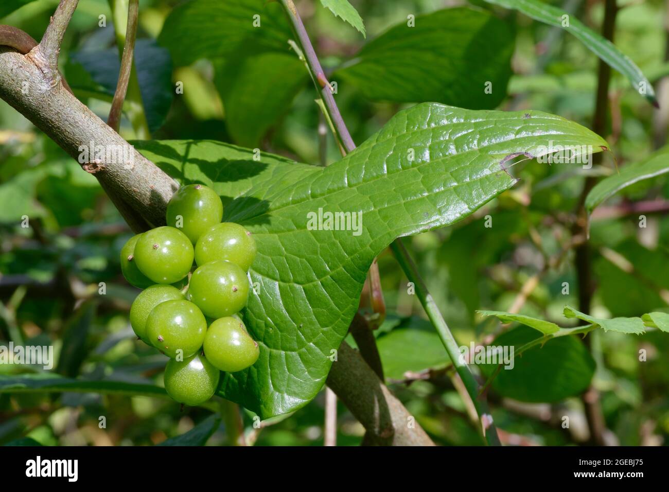 Black Bryony Flowers High Resolution Stock Photography and Images - Alamy