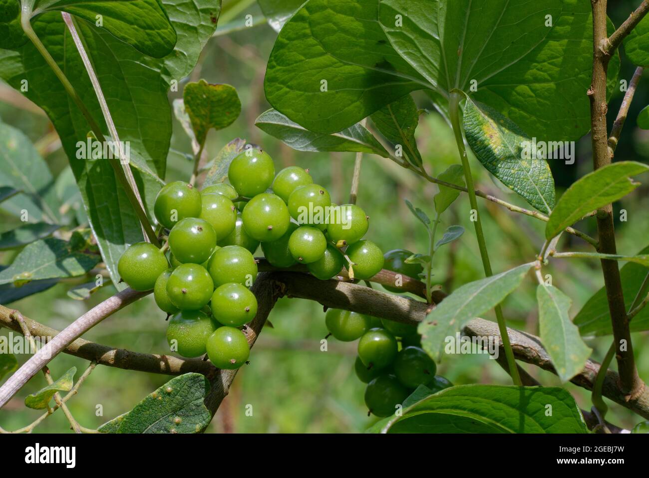 Black bryony uk hi-res stock photography and images - Alamy