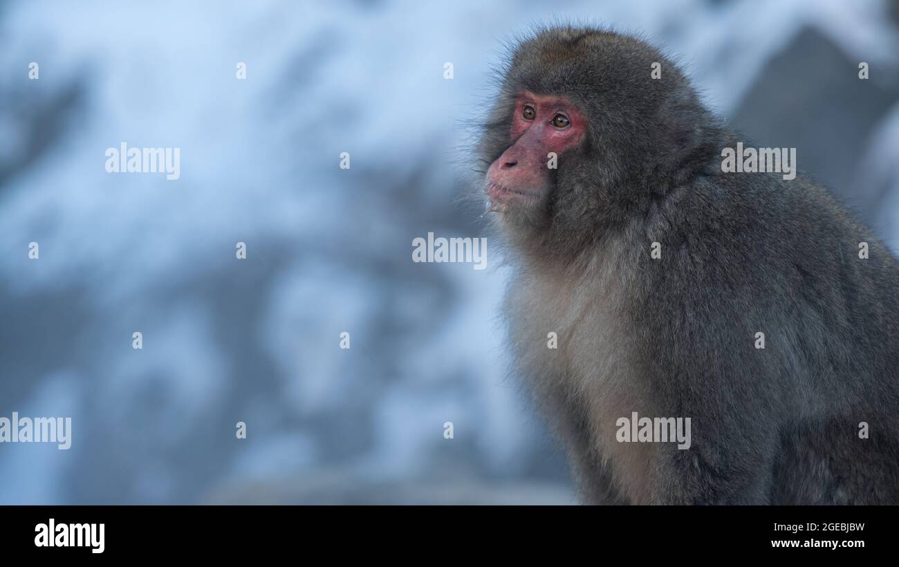 Japanese snow monkey on snowy mountain at winter season. A wild macaque ...