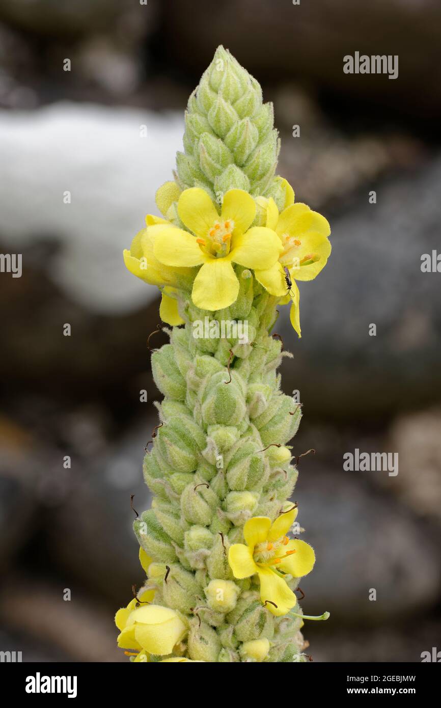 Great Mullein - Verbascum thapsus, Tall Yellow Wildflower Stock Photo - Alamy