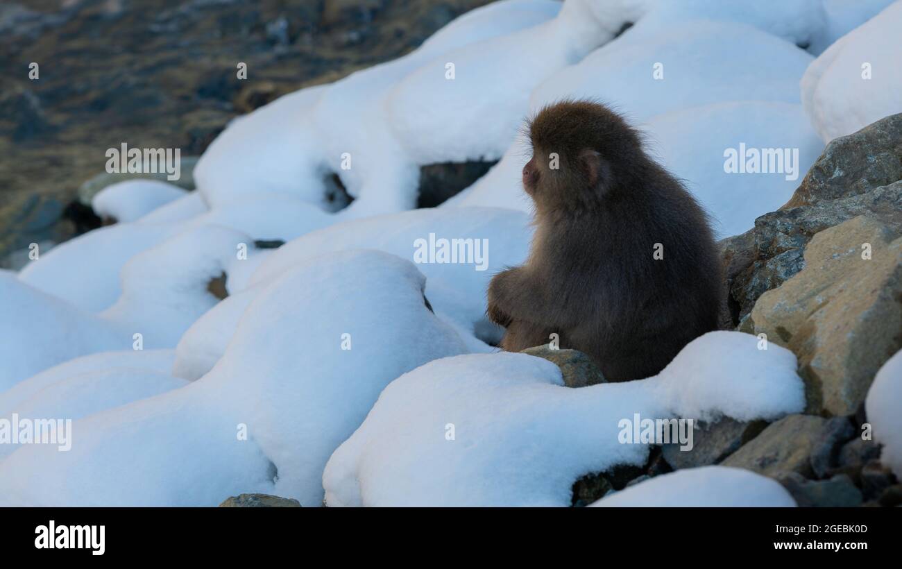 Japanese macaques water hi-res stock photography and images - Alamy