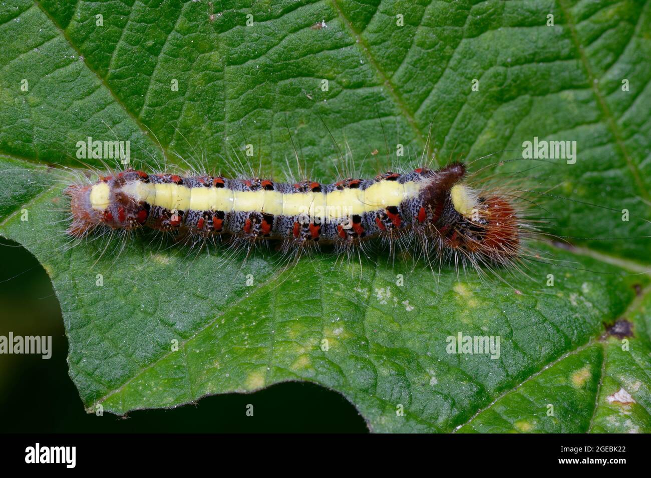 Grey Dagger Moth - Acronicta psi, caterpillar Stock Photo - Alamy
