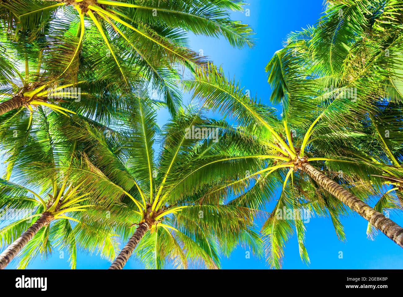 Coconut palm leaves on a blue sky is a beauty tropical background ...
