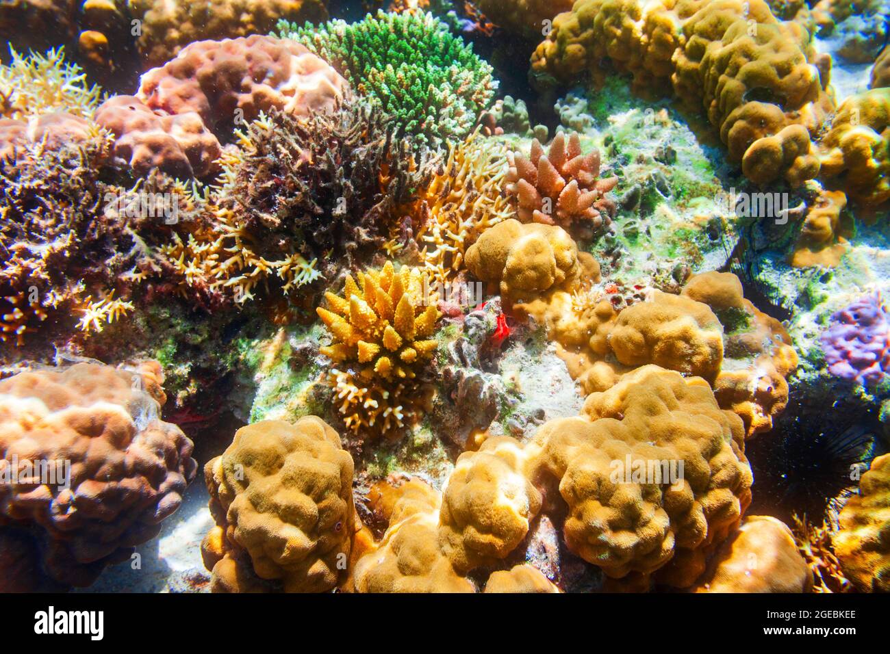 Underwater coral reef tropical sea view landscape Stock Photo - Alamy