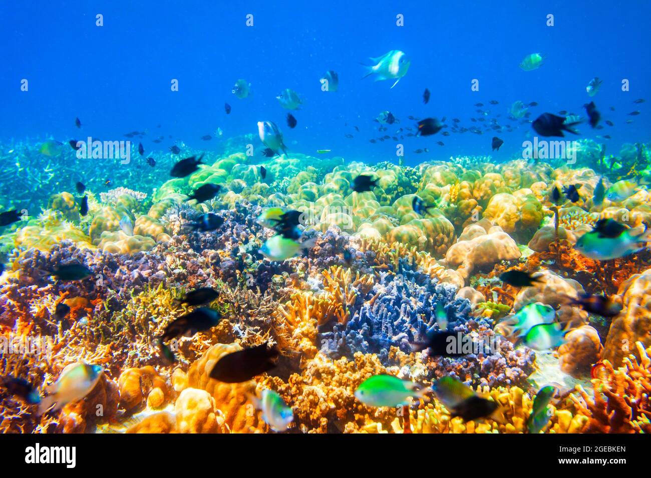 Underwater coral reef tropical sea view landscape Stock Photo - Alamy