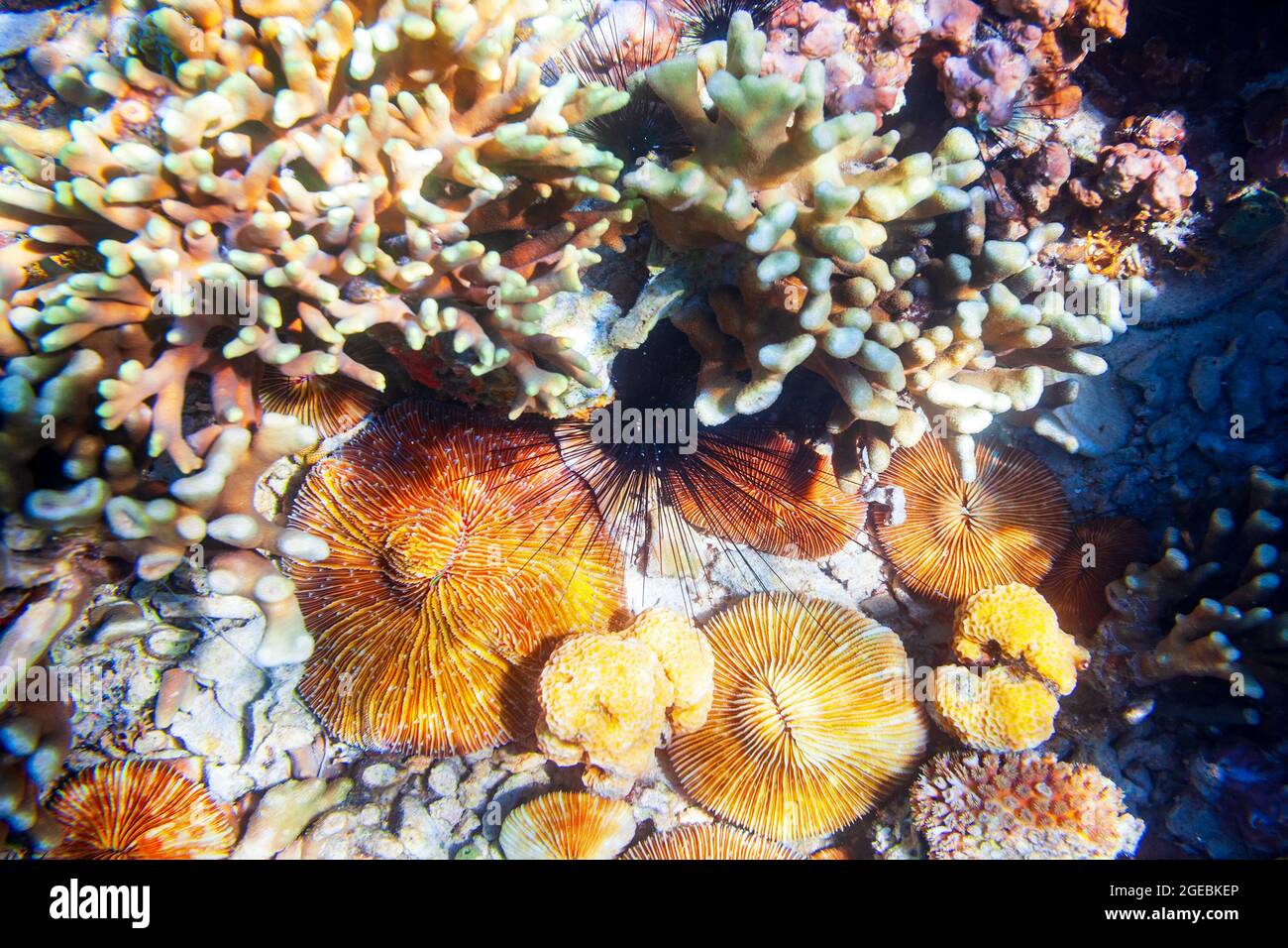 Underwater coral reef tropical sea view landscape Stock Photo - Alamy