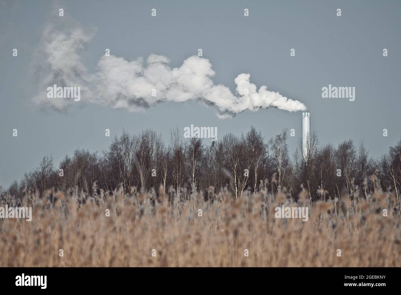 Thick white smoke rising from smokestack behind reeds and forest in ...