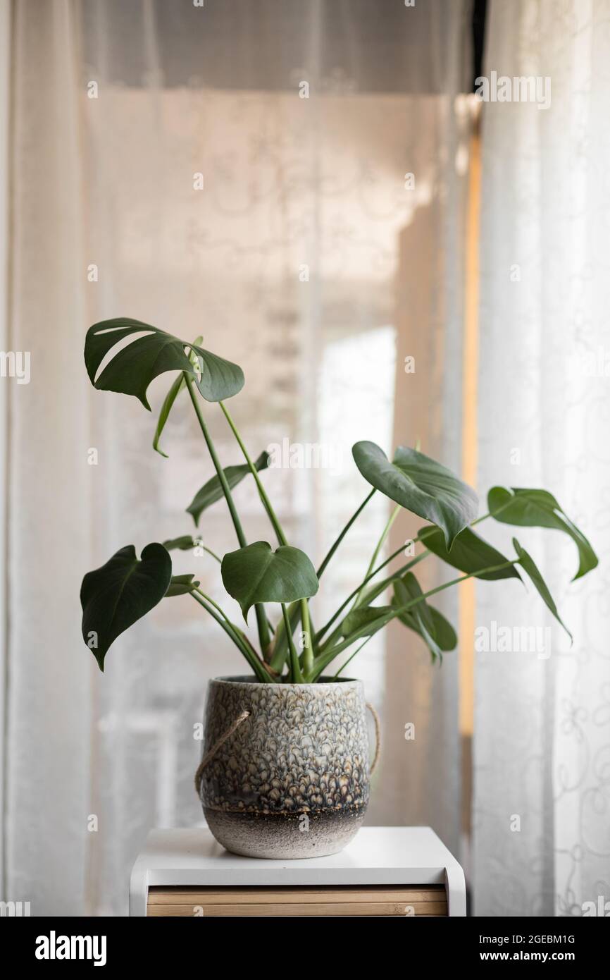 Monstera deliciosa table hi-res stock photography and images - Alamy