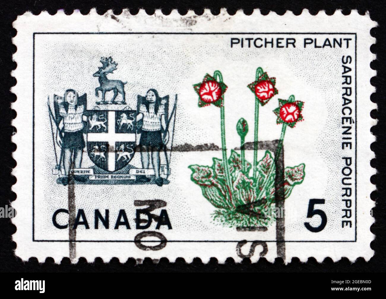 CANADA - CIRCA 1966: a stamp printed in the Canada shows Pitcher Plant ...