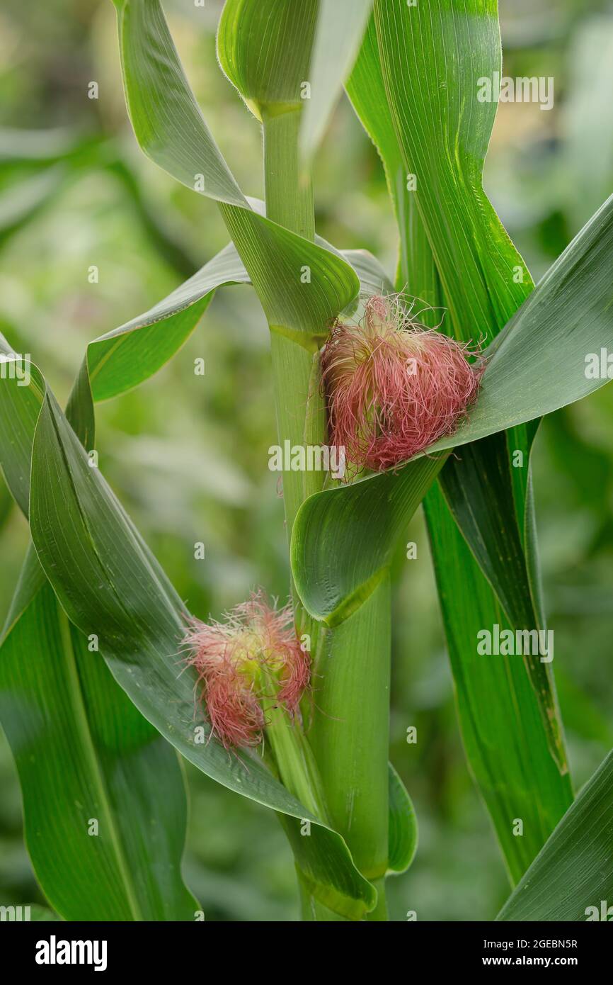 Female flower of sweet corn just like the colors beard of man. Growing ...