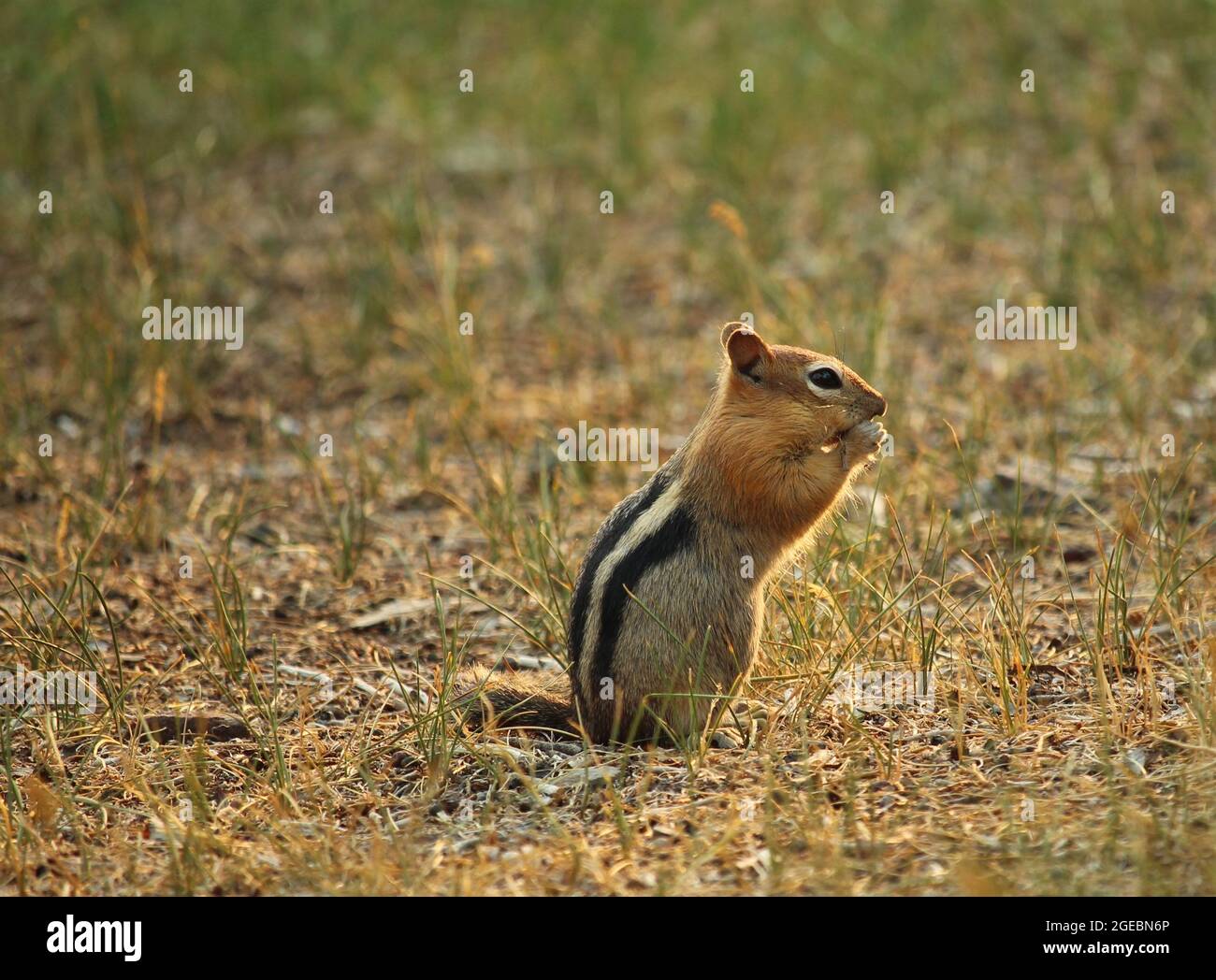 Squirrel in grass hi-res stock photography and images - Alamy