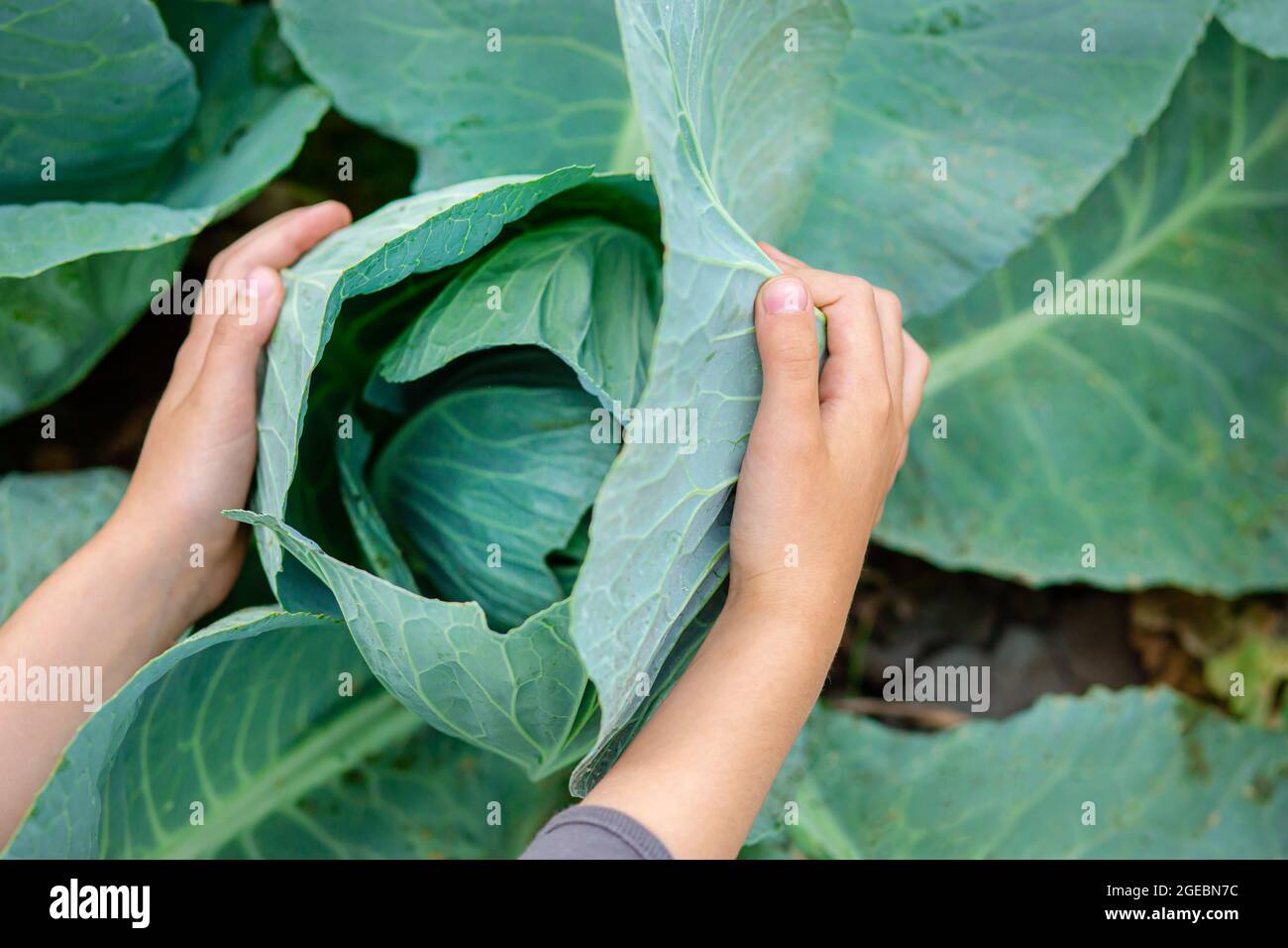 Juicy green cabbage close-up. Female hands harvesting cabbage. Cabbage ...